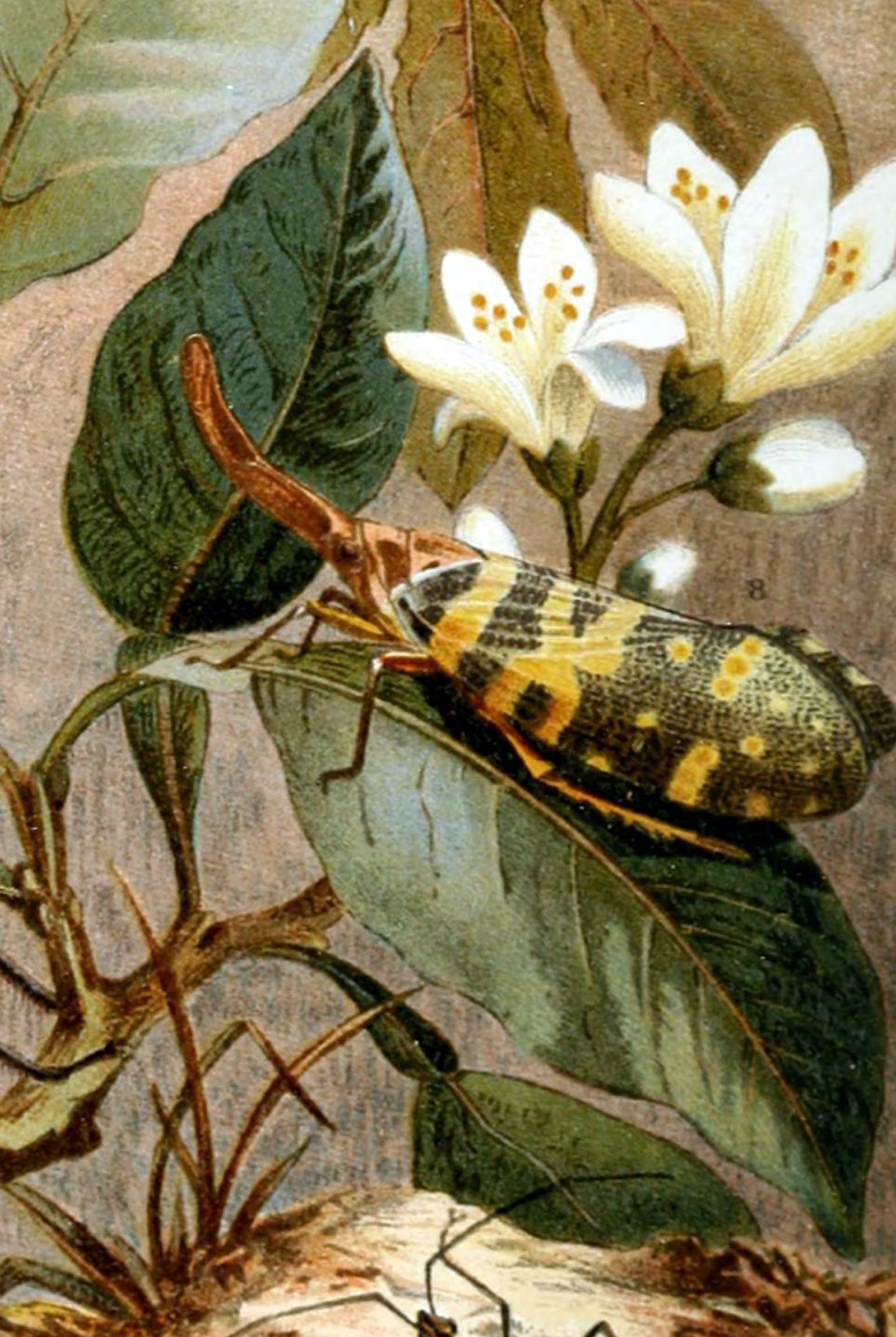 Cicada Print Insect Wall Art Print Cicada Poster Biology - Etsy