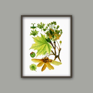 Maple Leaves Print, Kitchen Wall Decor, Botanical Illustration, Types ...