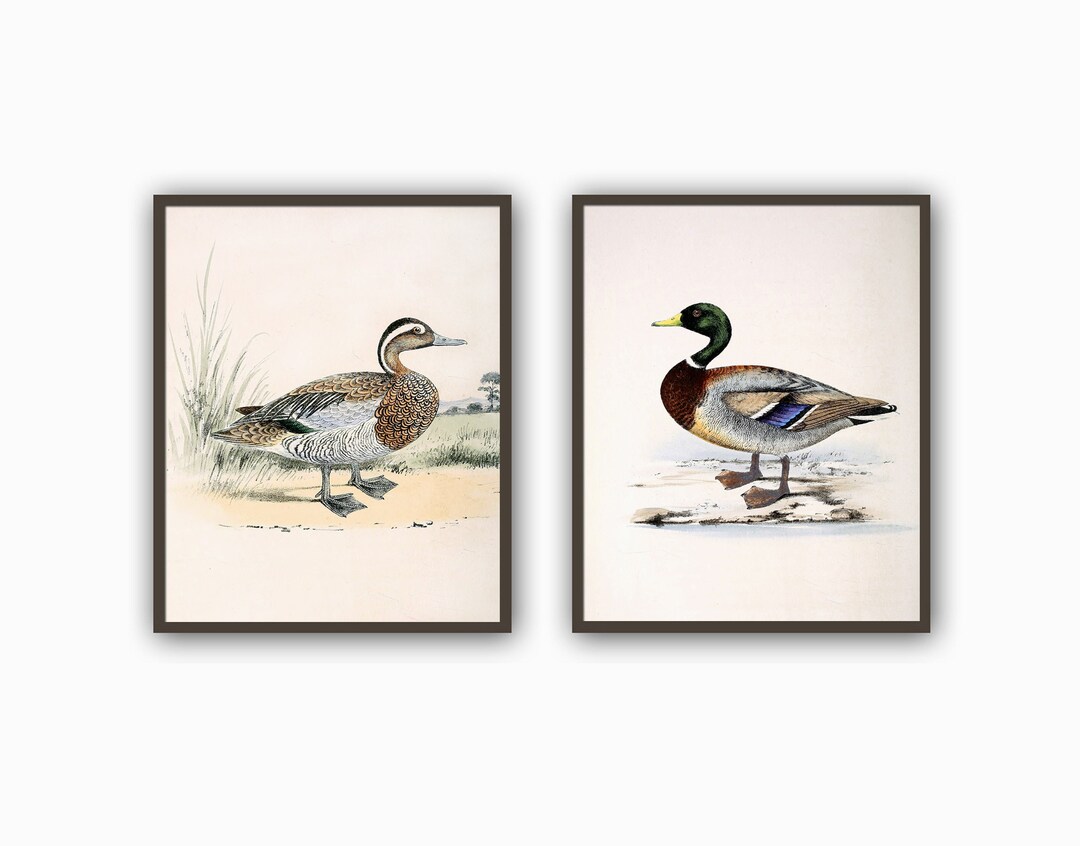 Duck Bird Print Set of 2, Antique Bird Illustration Print, Bird Wall ...