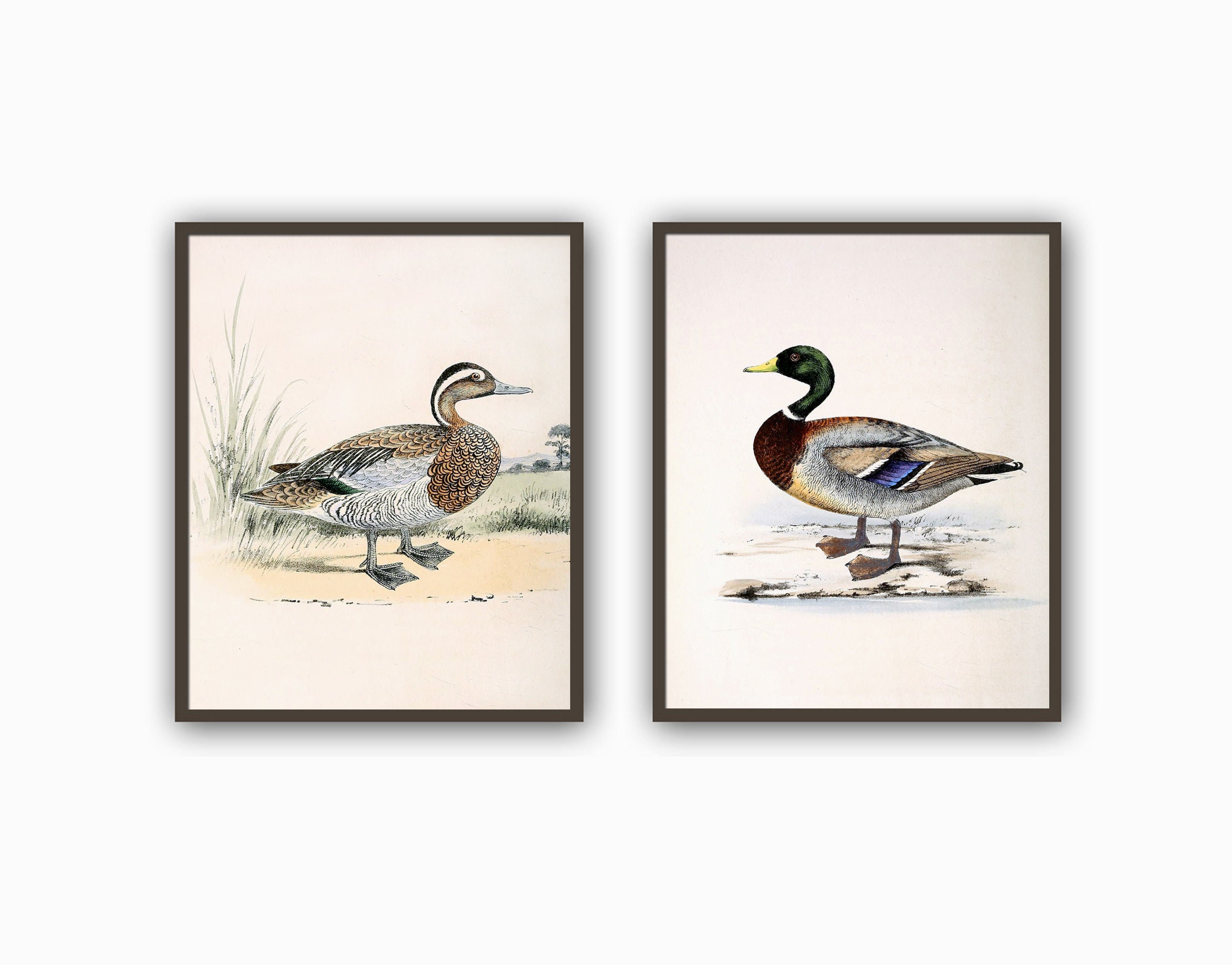 Duck Bird Print Set of 2 Antique Bird Illustration Print | Etsy