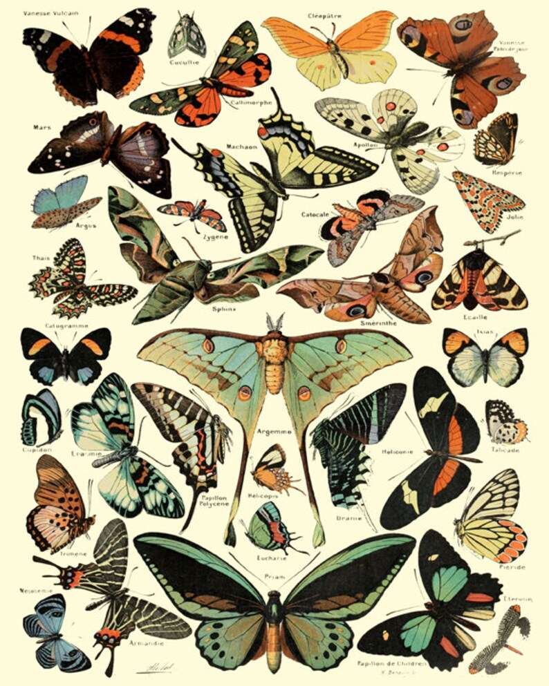Butterfly Print Insect Science Poster Entomology Print Set - Etsy