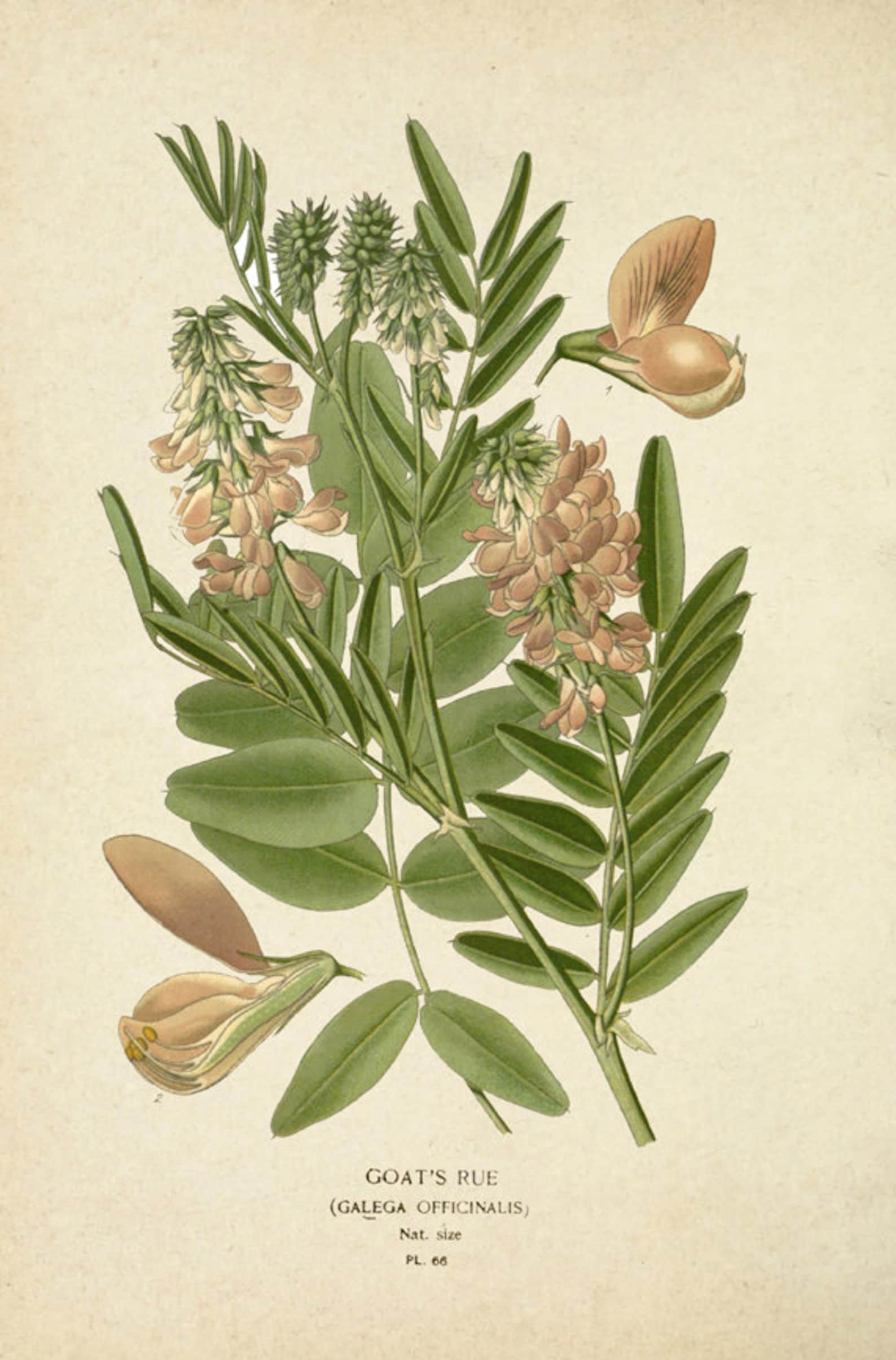 Rustic Botanical Illustration Flowers Prints Wall Art Print - Etsy