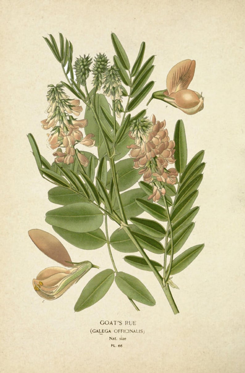 Rustic Botanical Illustration Flowers Prints Wall Art Print - Etsy