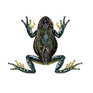 Frogs Print Reptiles Illustration Amphibian Poster Bathroom Decor ...