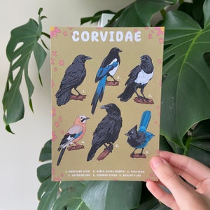 Corvidae & Backyard Birds Art Prints - Bird Species Chart, Corvid Wall ...