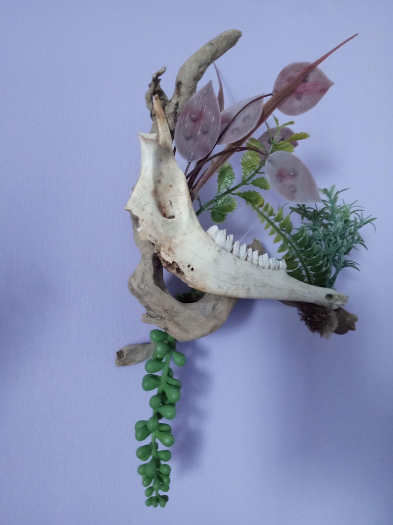Deer Jaw Art - Etsy