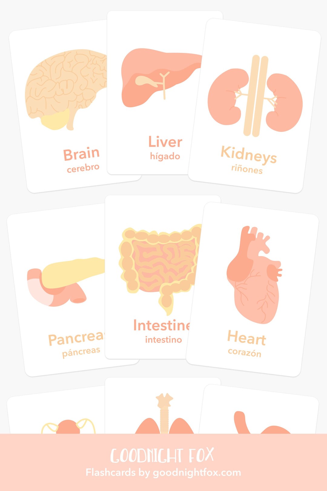 Organs Flash Cards, Educational Materials for Preschool Toddlers - Etsy
