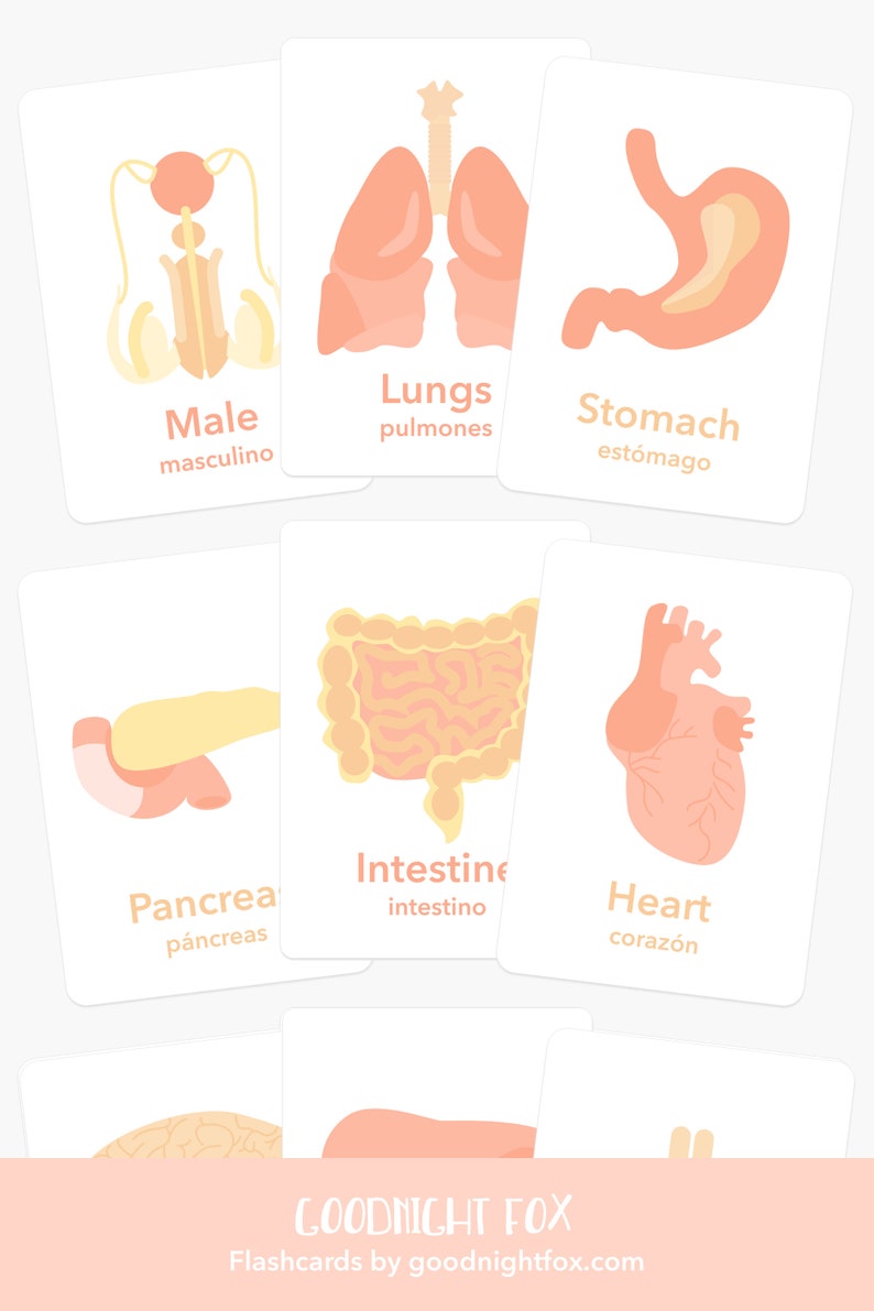 Organs Flash Cards, Educational Materials for Preschool Toddlers - Etsy
