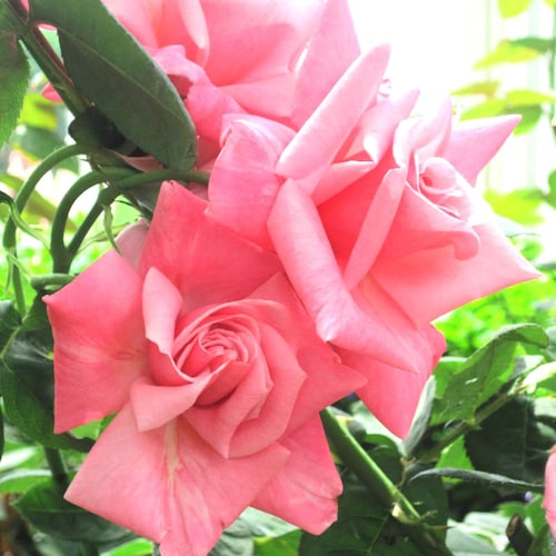 RoseLakeCottage - Etsy