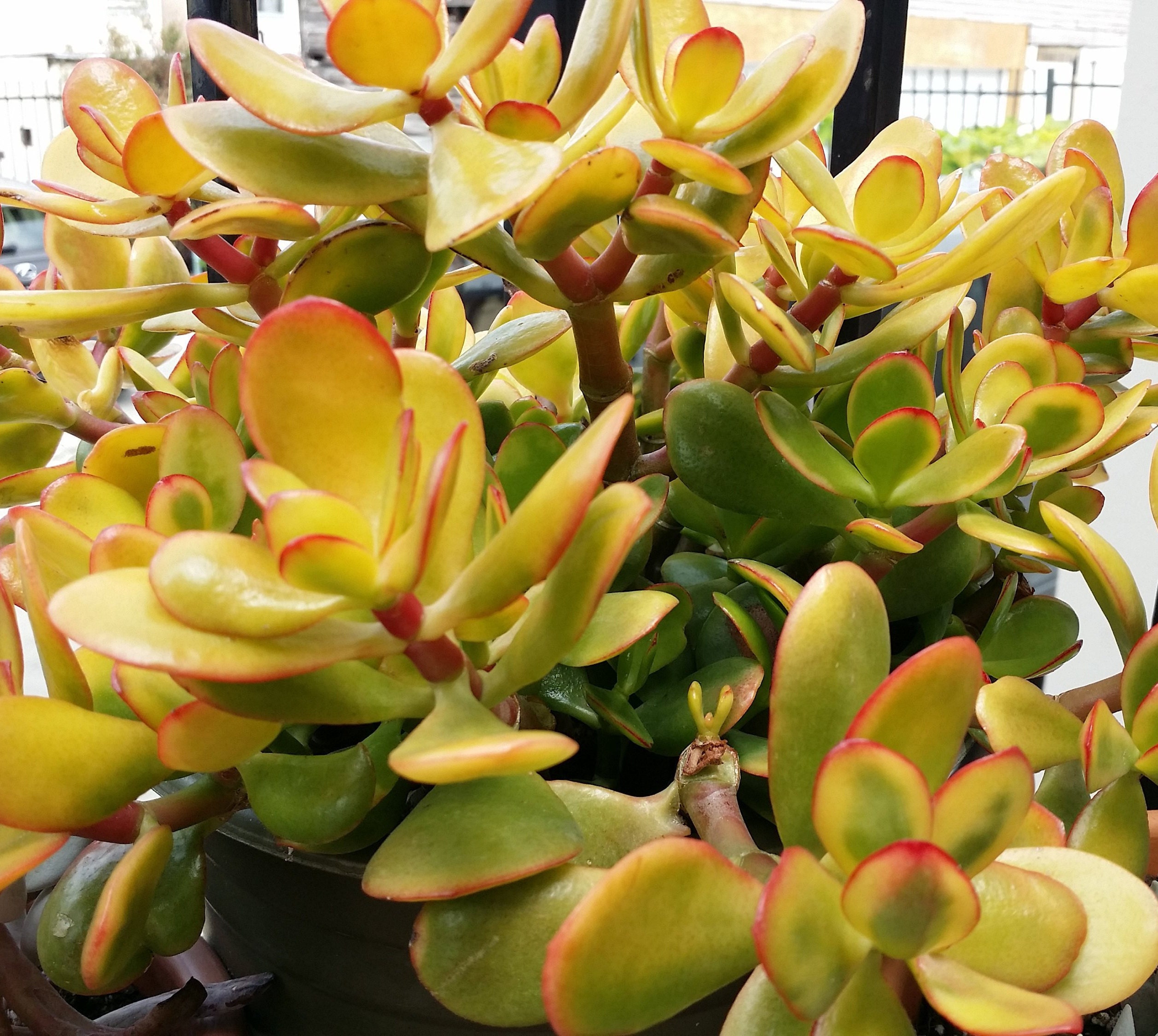 2 Crassula Hummel Sunset Jade succulent Cuttings 2-3 | Etsy