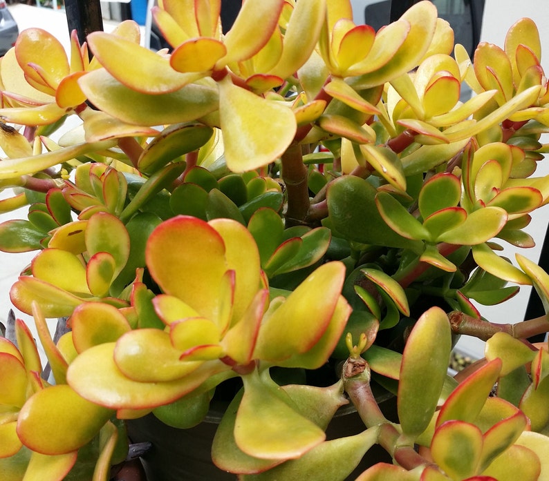 2 Crassula hummel Sunset Jade Succulent Cuttings 3-4 - Etsy