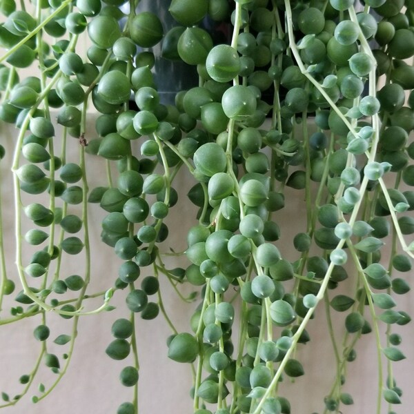 String of Pearls Succulent - Etsy