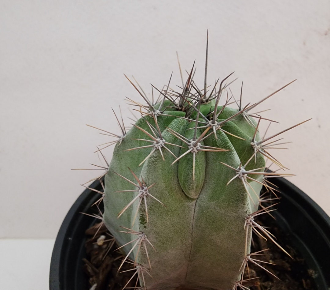 4 Pot of Polaskia Chichipe Cactus - Etsy