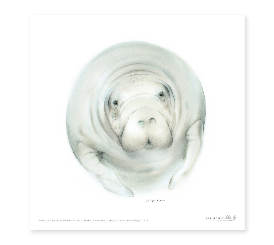 Manatee Fine Art Print, Watercolor, 8,3 X 8,3 Inch, Limited Edition ...