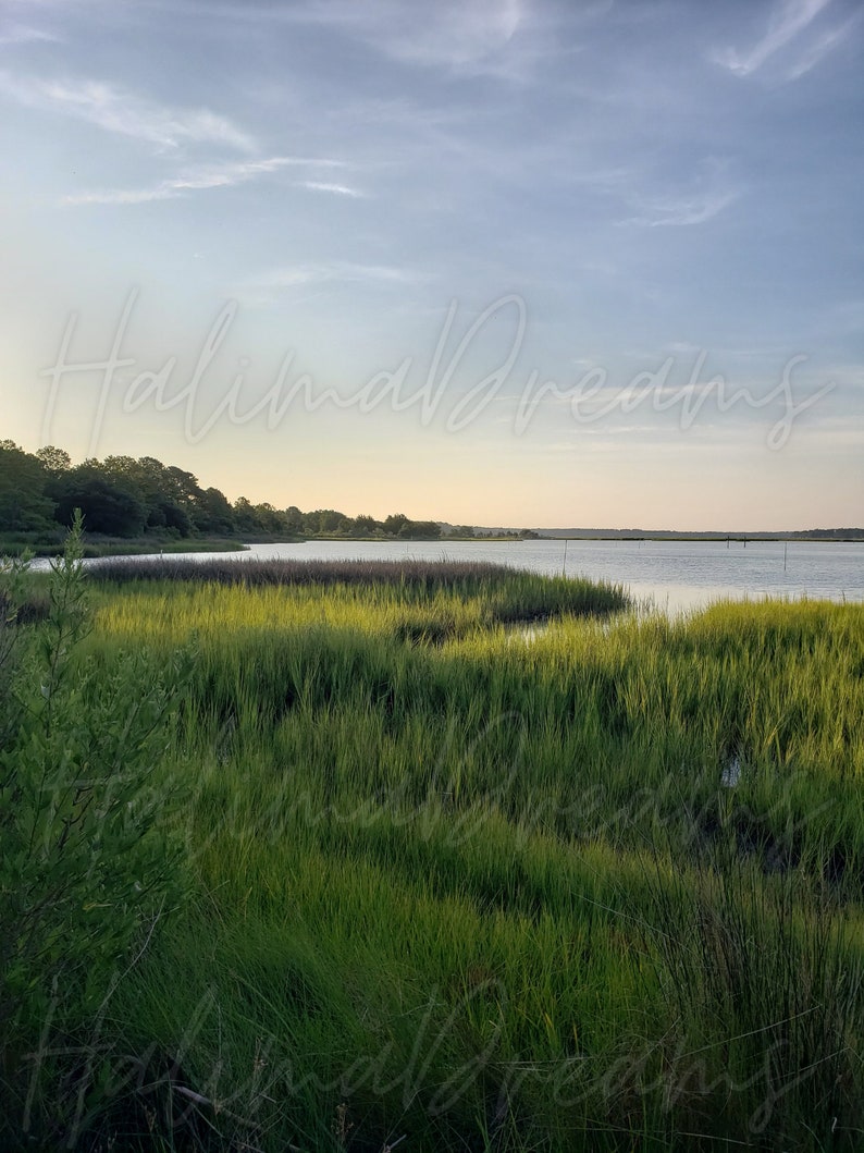 Summer Beach Coastal Seagrass Landscape Seascape Coastal Photography ...
