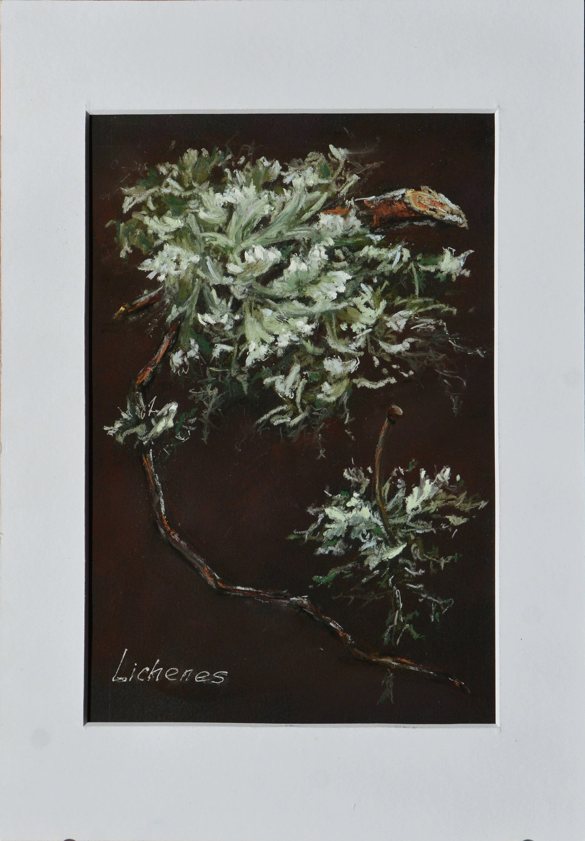 An Original Drawing Depicting Natural Lichen Moss in Soft Pastel Colors ...