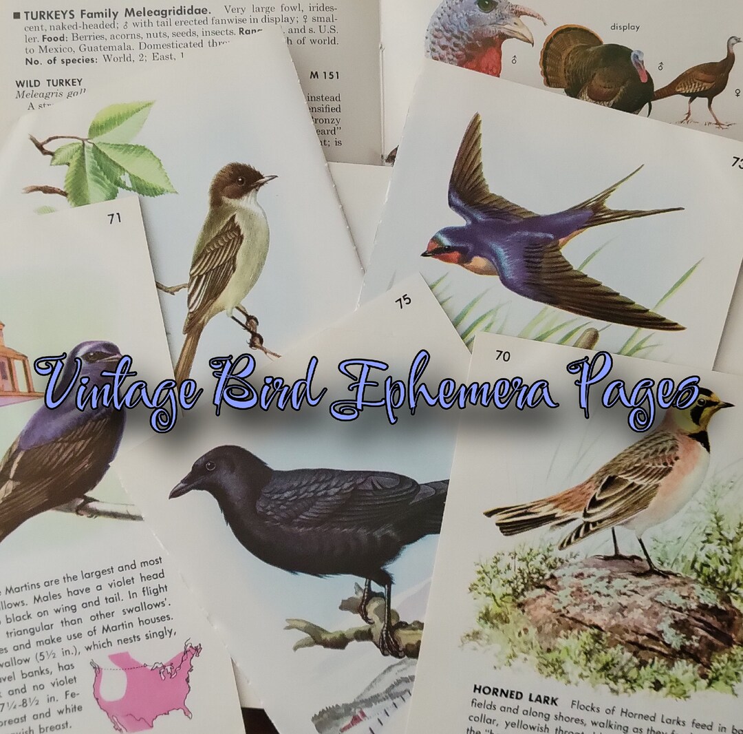Set of 8 1950s to 1980s Bird Ephemera Pages for Junk Journaling - Etsy