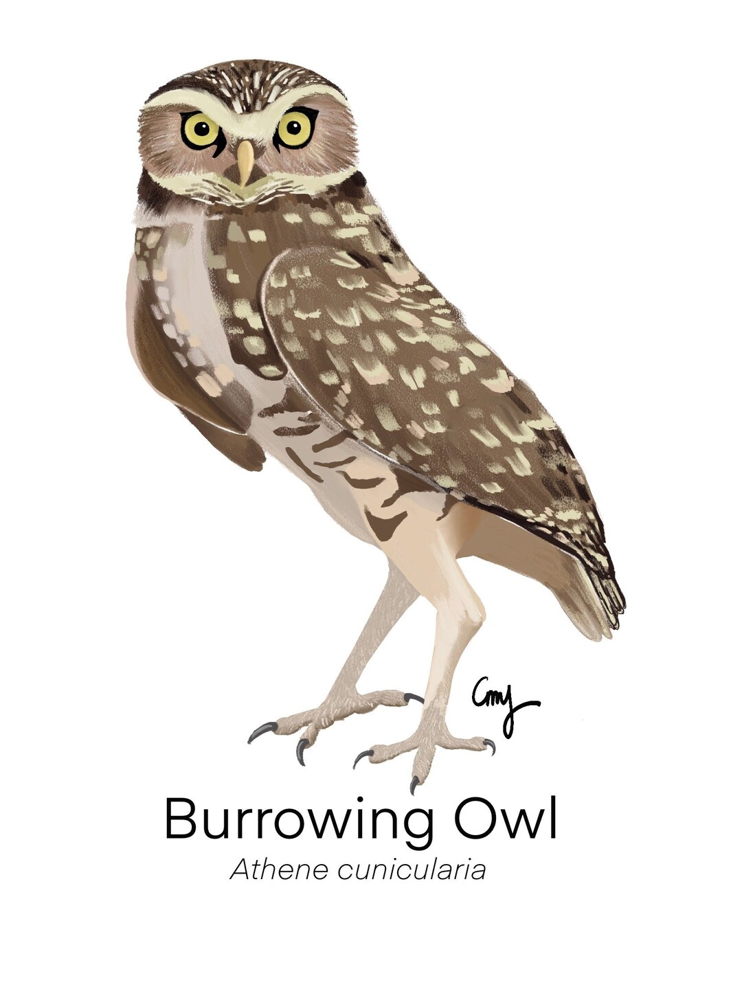 Burrowing Owl-digital Download - Etsy