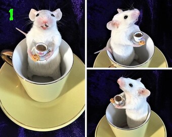Mouse in teacup | Etsy
