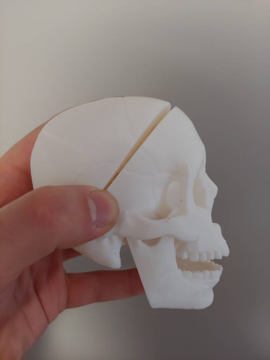 Human Skull - 3D Printed Plastic Human Skull Decoration, Toy - Etsy