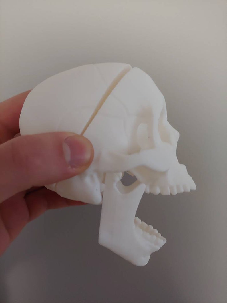 Human Skull - 3D Printed Plastic Human Skull Decoration, Toy - Etsy