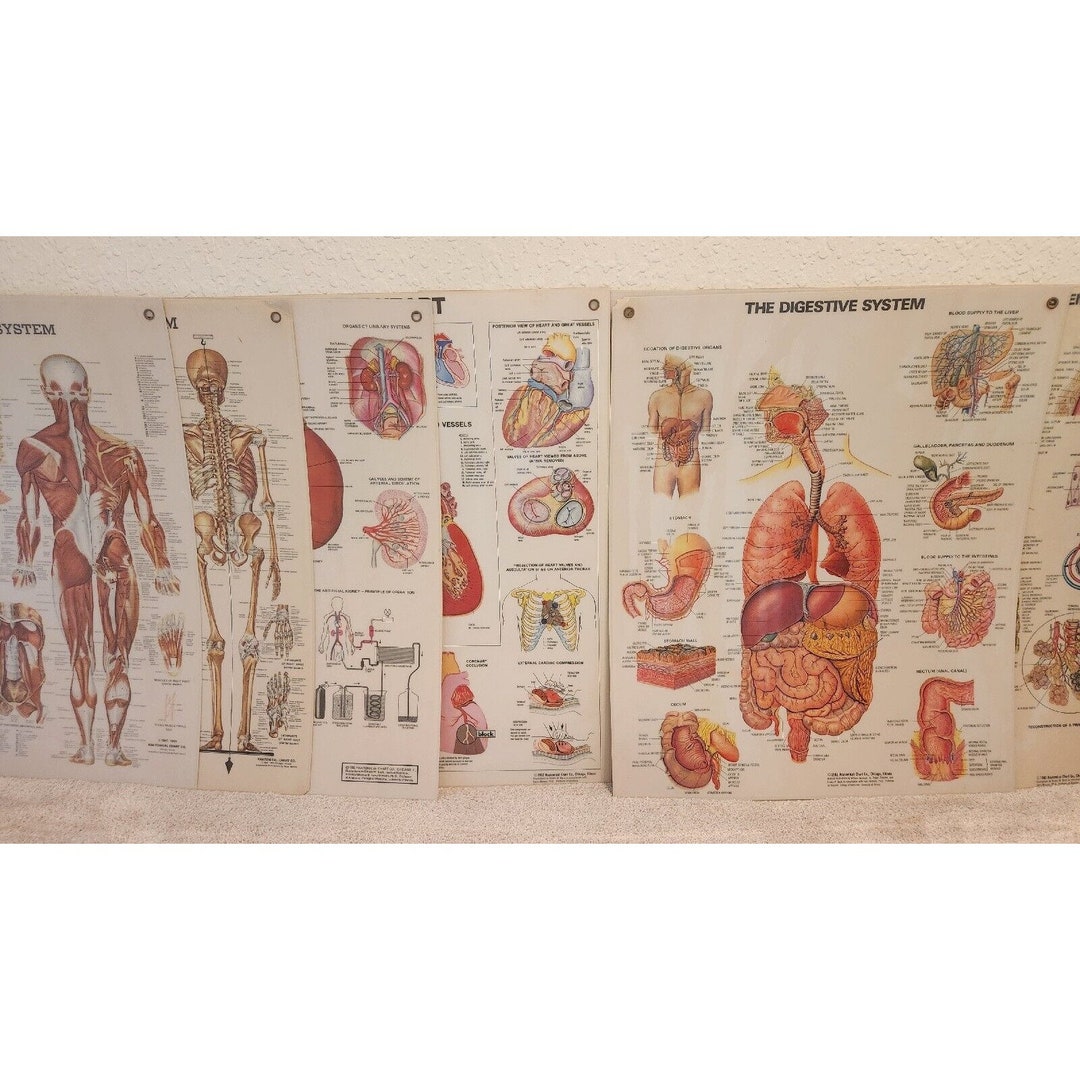 8 Vintage Medical Chart Laminate Posters 80s Anatomical Chart Co ...