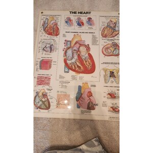 8 Vintage Medical Chart Laminate Posters 80s Anatomical Chart Co ...