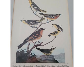 Audubon Havell Print - Etsy