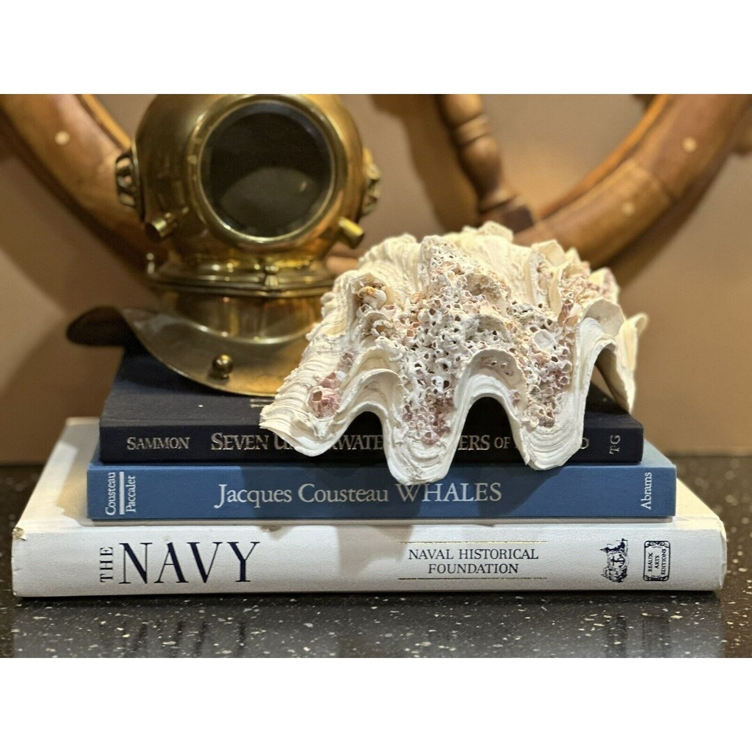 Fluted Clam Sea Shell Tridacna Squamous Ruffled White With Purple ...