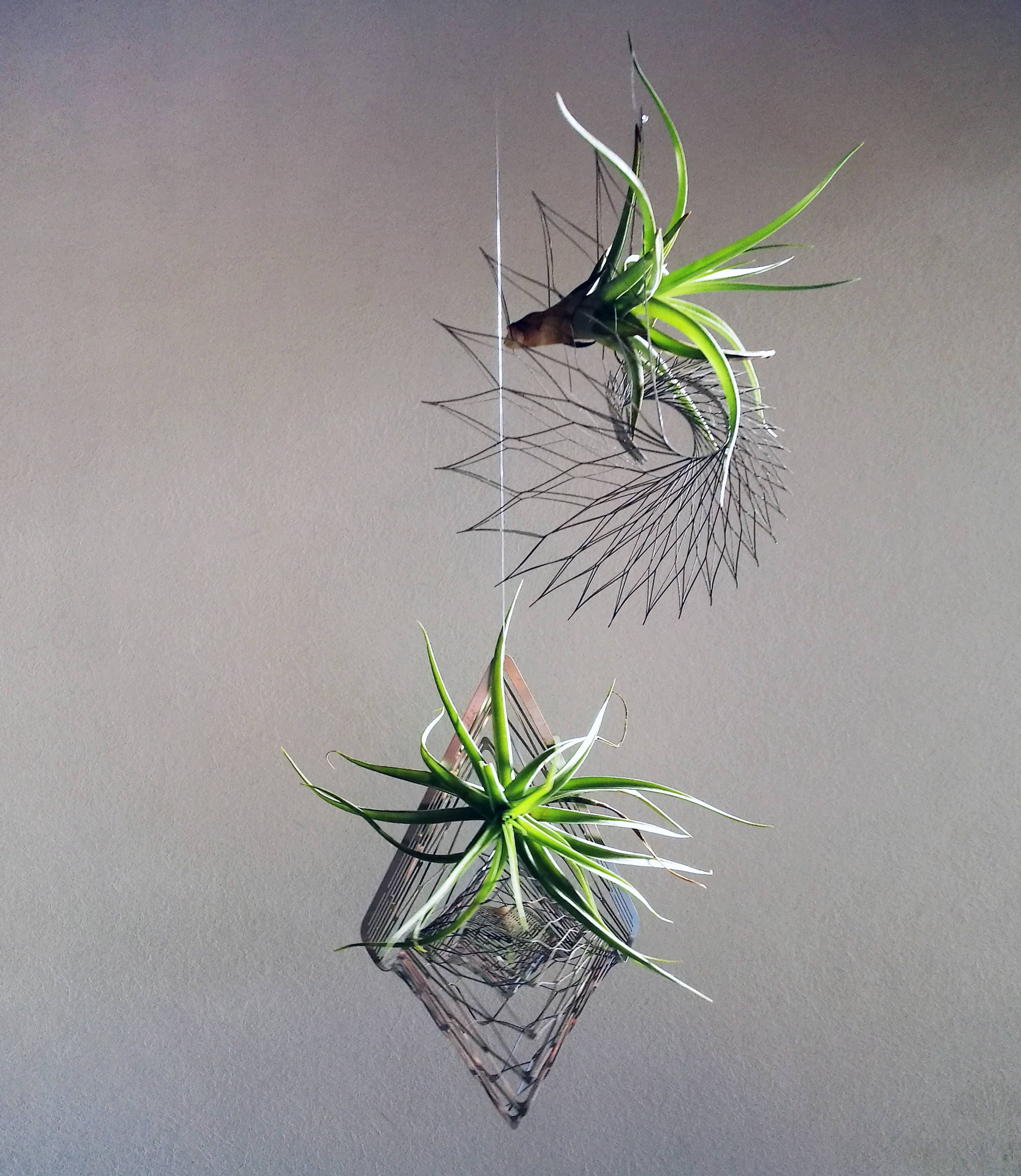 Air Plant Holder 2 pieces stainless steel metal art Metal | Etsy