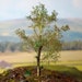 Breathtaking Micro Branches Tiny Branches for Dioramas - Etsy