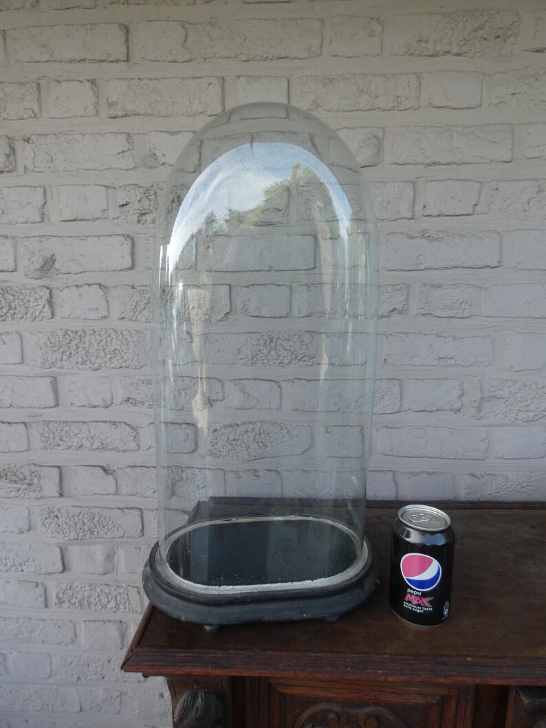 Antique Large Oval Glass Dome Globe Taxidermy Statue - Etsy