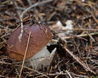 Boletus Edulis - Etsy