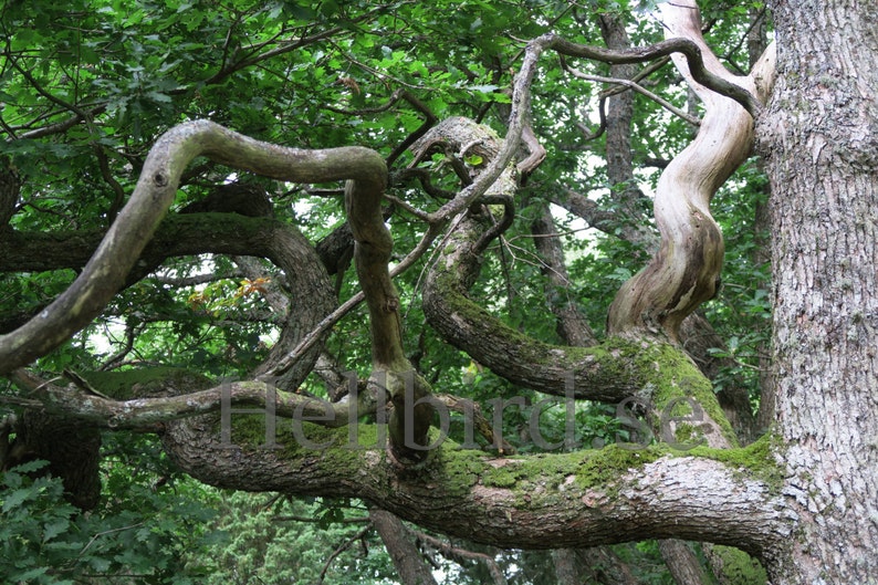 Half Dead, Old Oak Tree. Wall Art, Photography, Printable, Digital ...