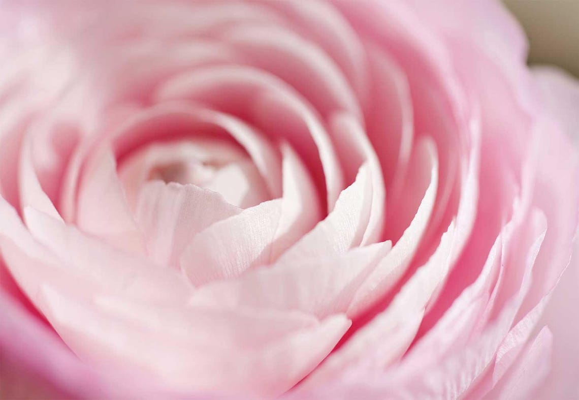 Pink Rose Wall Mural Floral Wall Decal Flowers Wallpaper - Etsy