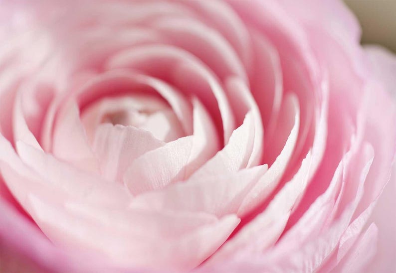 Pink Rose Wall Mural Floral Wall Decal Flowers Wallpaper - Etsy