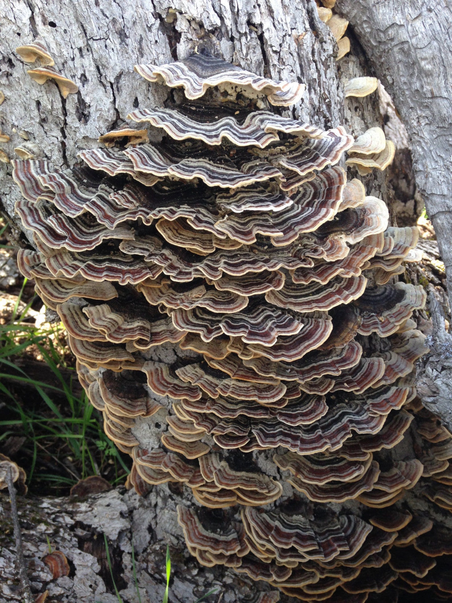 TURKEY TAIL MUSHROOM herbal tea medicinal Trametes versicolor | Etsy