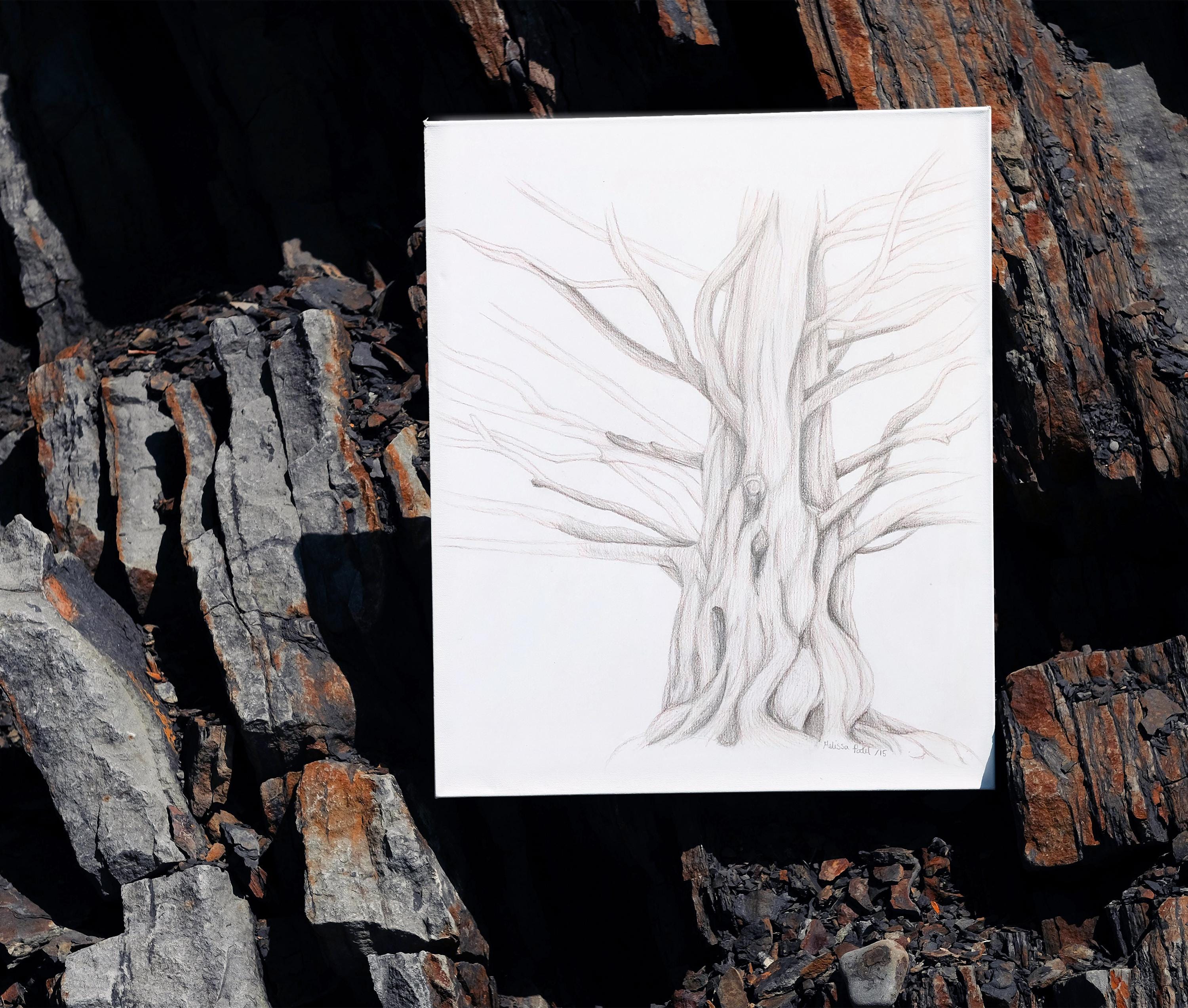 Dawn Redwood Tree Tree Sketch Pencil Drawing Matted Artwork Etsy