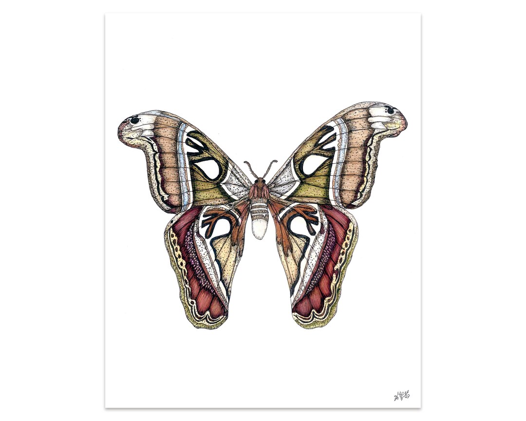 Moth – Pen Sketch, Colourful Drawing, Decorative Art - Etsy