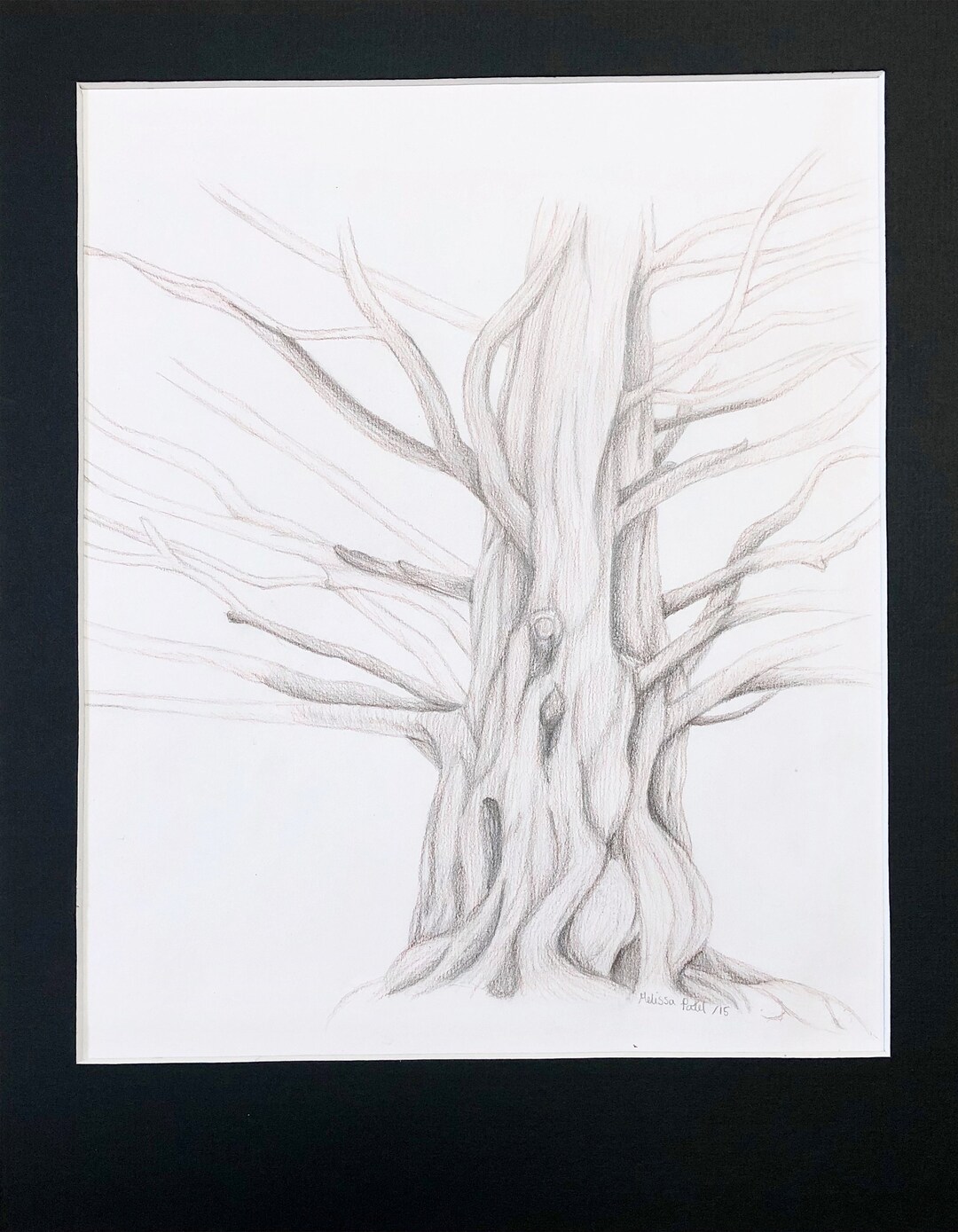 Dawn Redwood Tree – Tree Sketch, Pencil Drawing, Matted Artwork - Etsy
