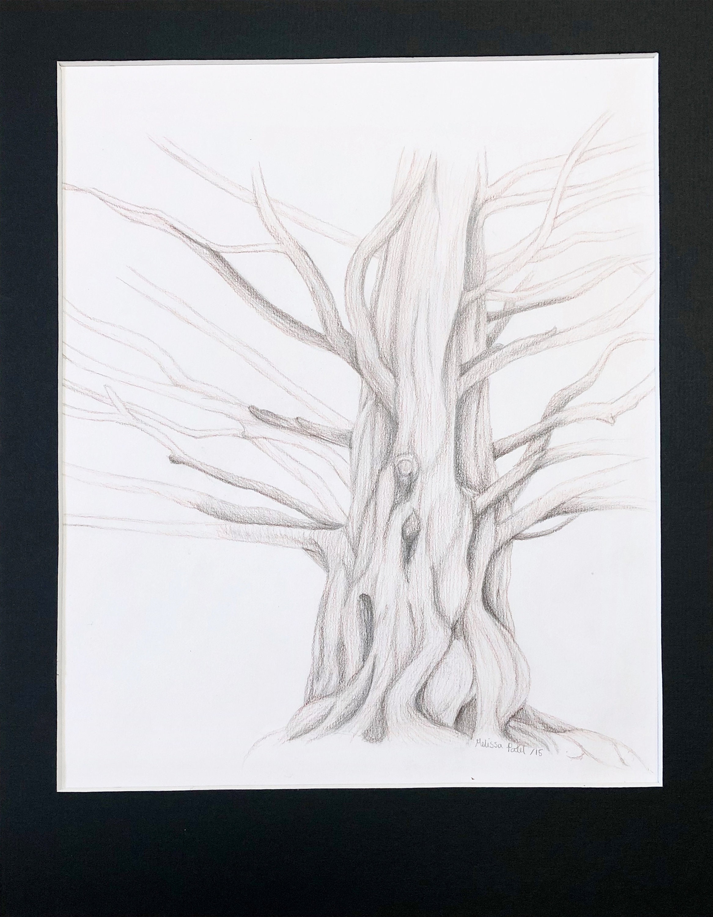 Dawn Redwood Tree Tree Sketch Pencil Drawing Matted Artwork Etsy