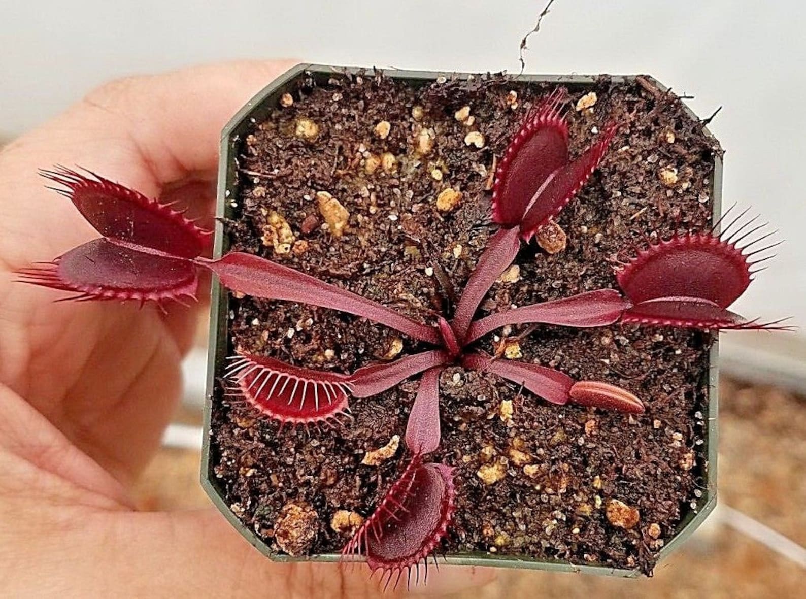 Venus Flytrap 'Red Dragon' live carnivorous plant | Etsy