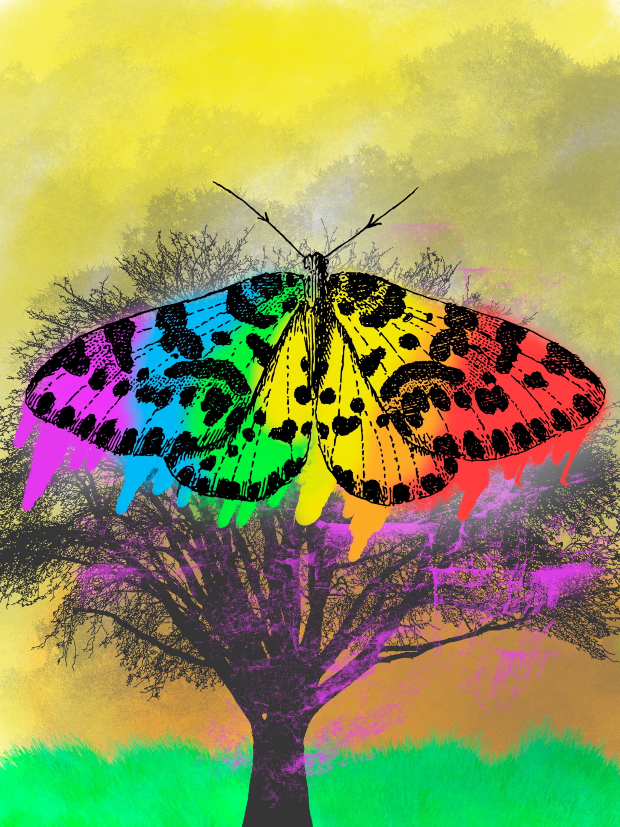 B&W Rainbow Moth orange - Etsy