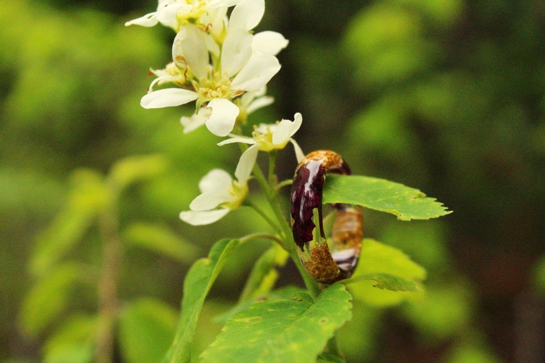 Rose Ring Gold Flake Red Petal Flower Natural Thin Band | Etsy
