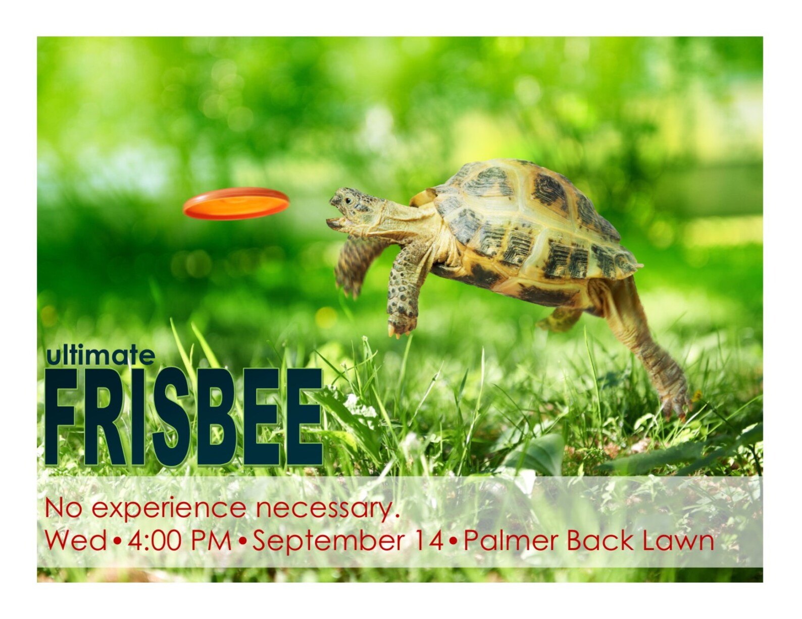 Ultimate Frisbee Turtle - Program Advertisement - Text Fully Editable ...