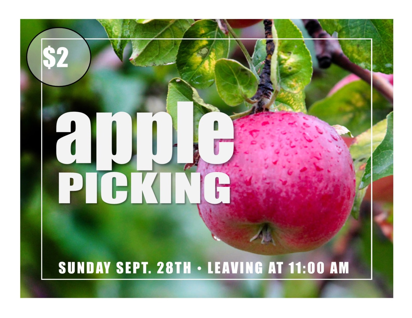Apple Picking - Program Advertisement - Fully Editable Text - Etsy
