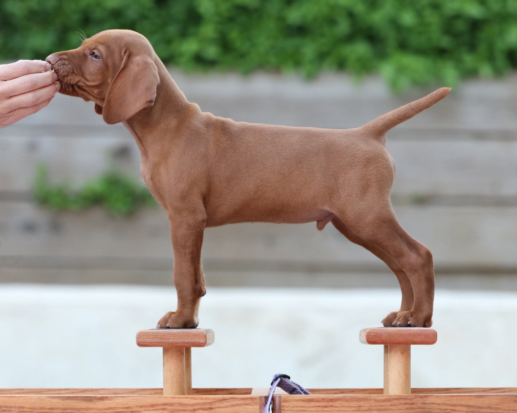 Dog Show Stacker/stacking Case - Etsy