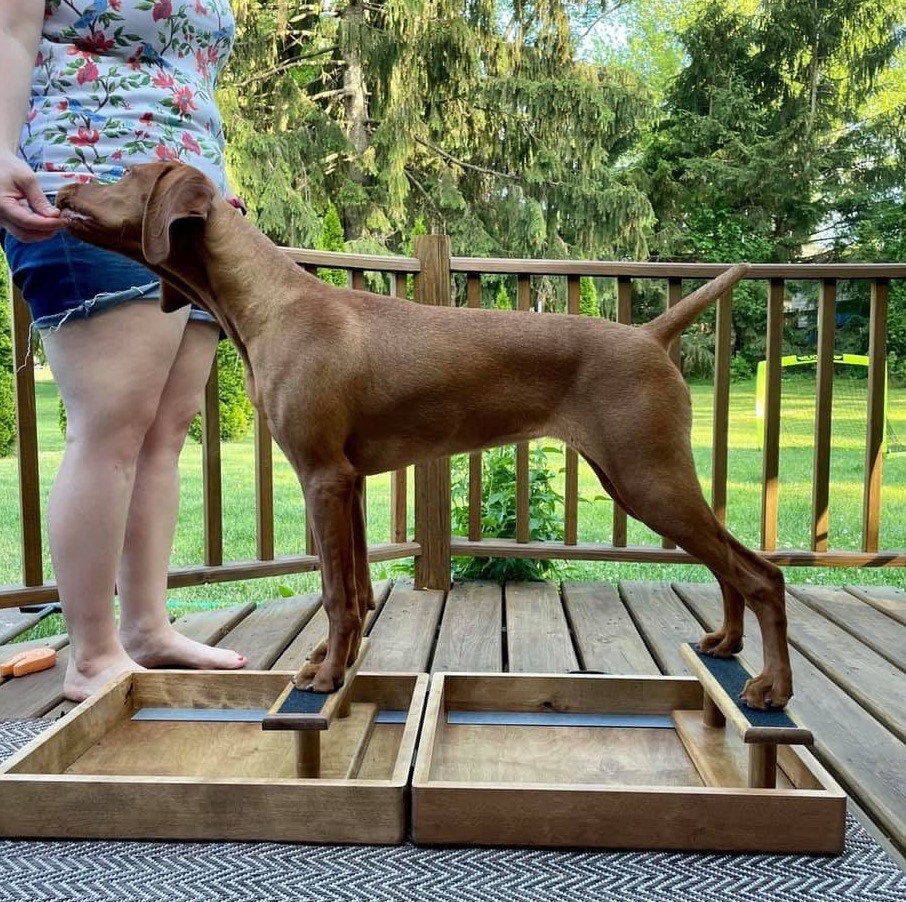 Dog Show Stacker/stacking Case | Etsy