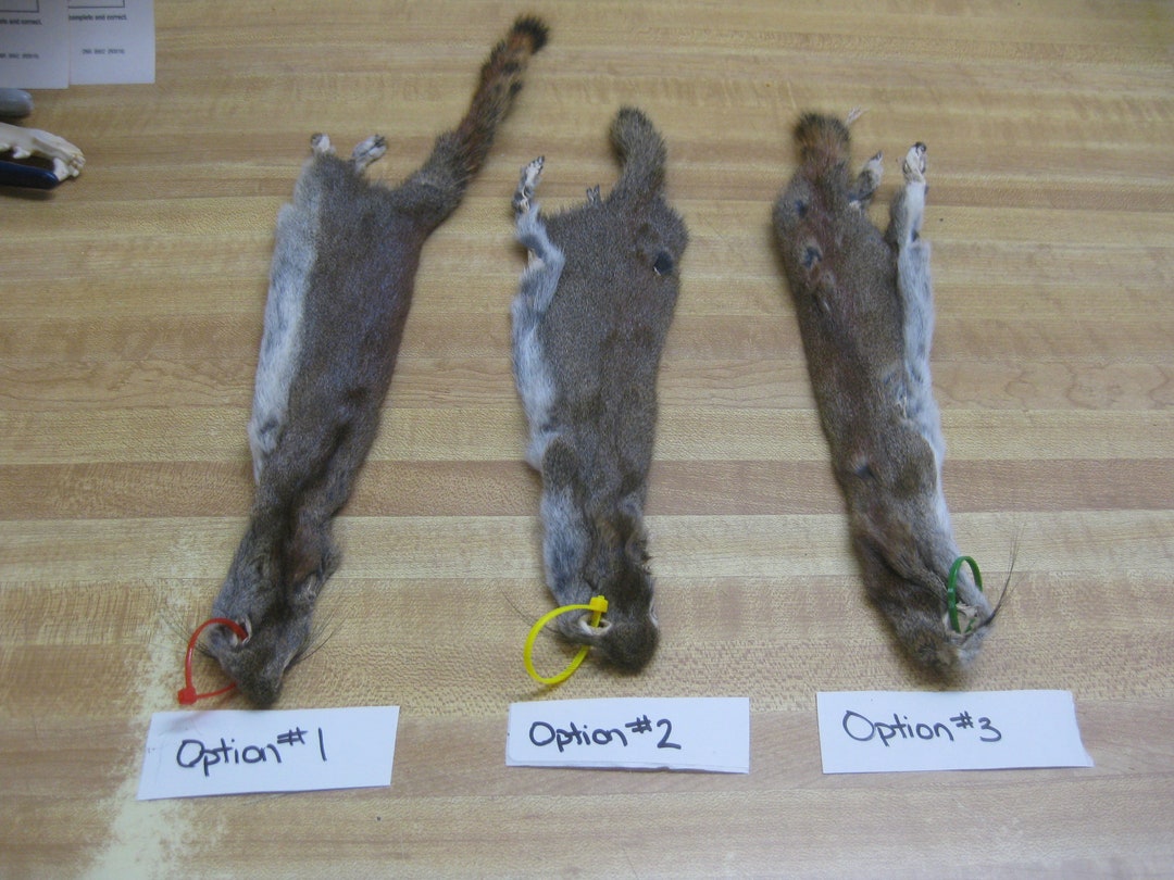 Tanned Canadian Red Squirrel Crafts - Etsy