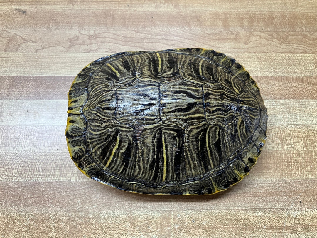One Slider Turtle Shell - Etsy